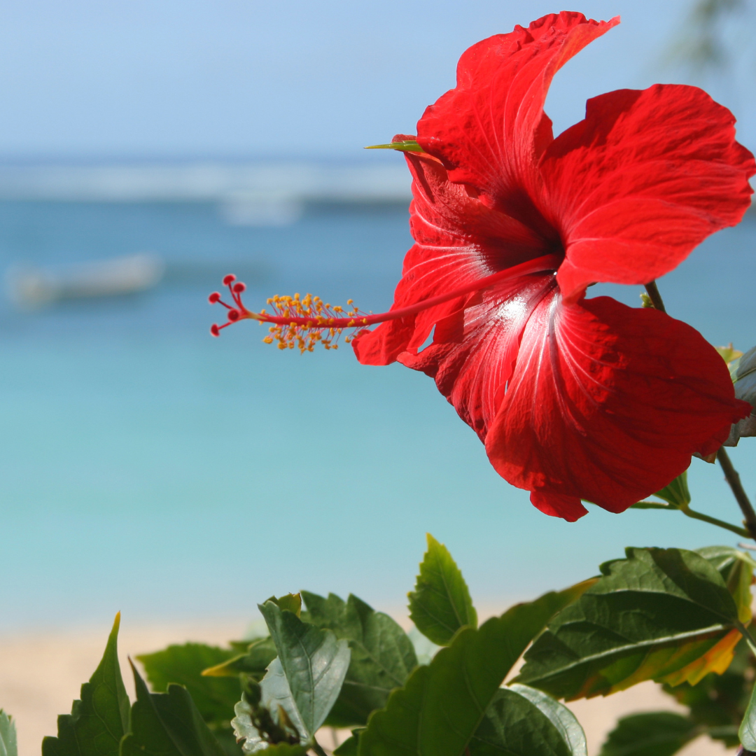 Caribbean Escape Home – Caribbean Escape Home